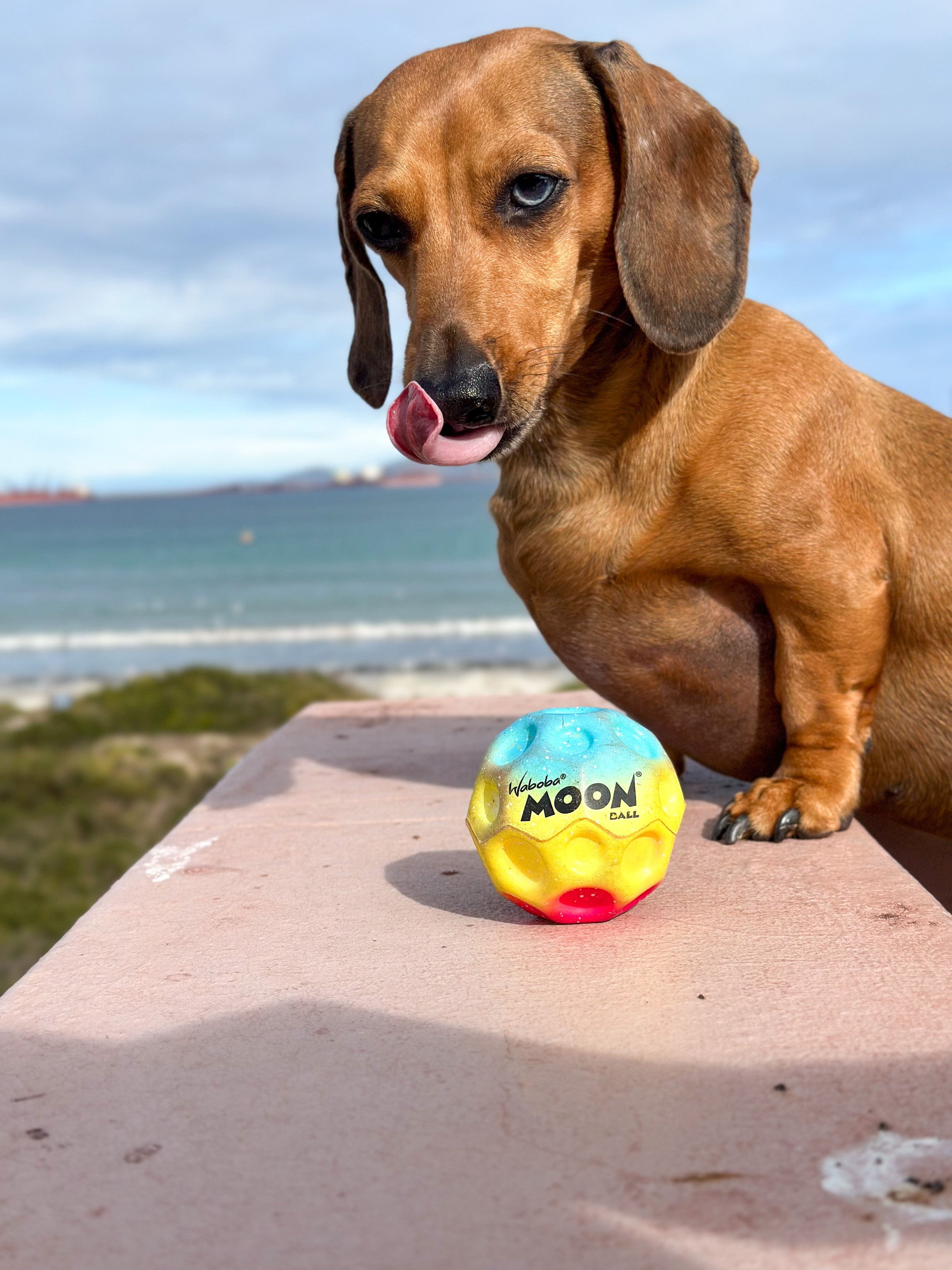 Featured Furbobian – Waboba